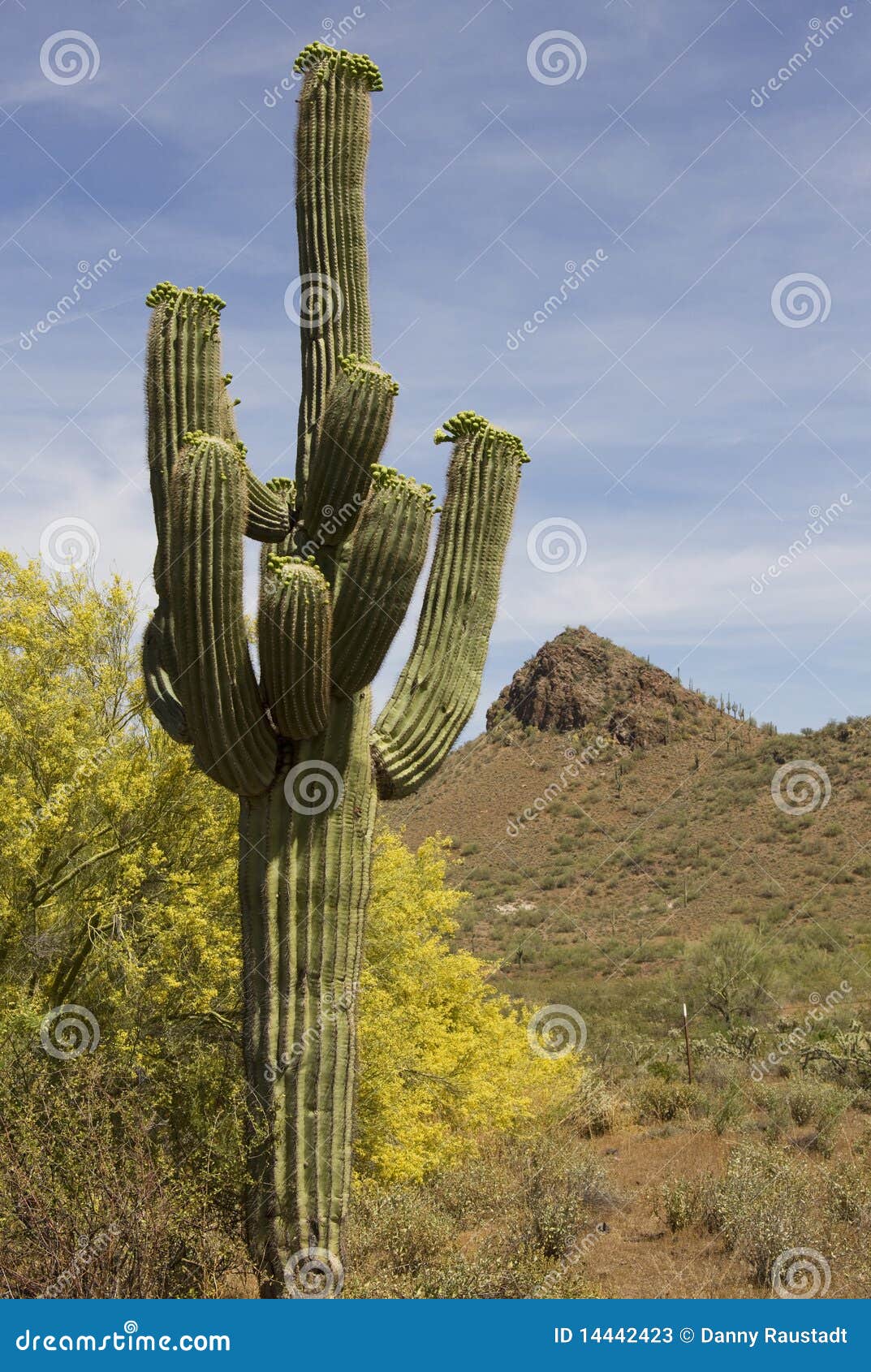 De Cactus Van Saguaro Van De Woestijn Van Arizona Stock Afbeelding ...