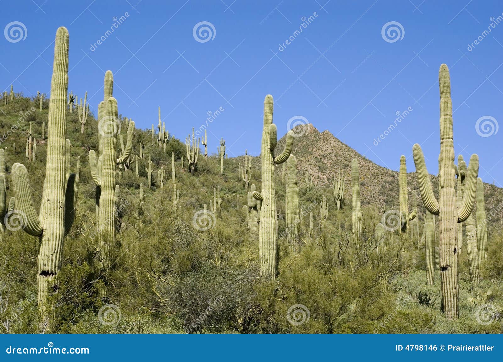 De Cactus Van Saguaro Van De Woestijn Van Sonoran Stock Foto - Image of ...