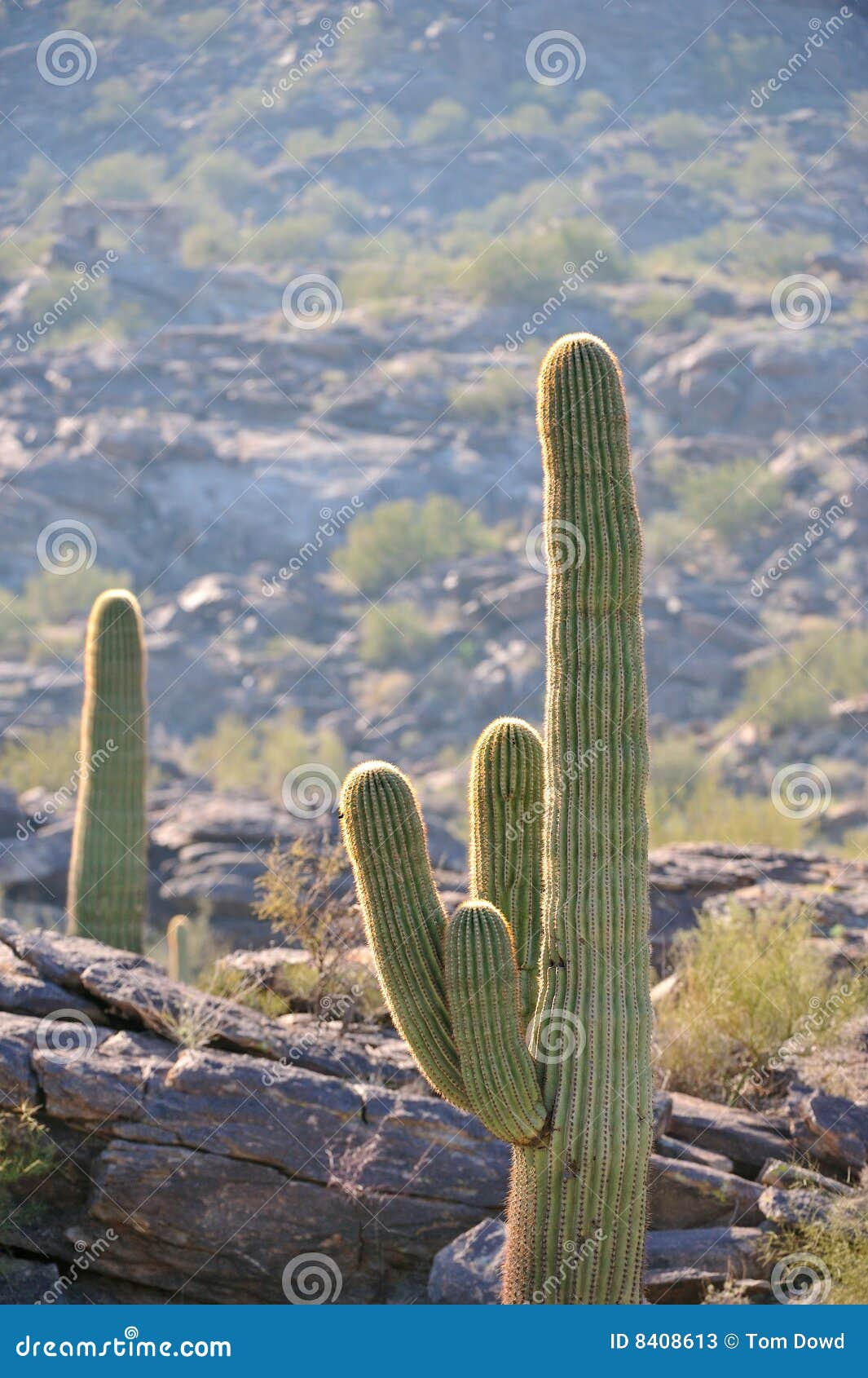 De Cactussen Van Saguaro in Woestijn Stock Afbeelding - Image of ...
