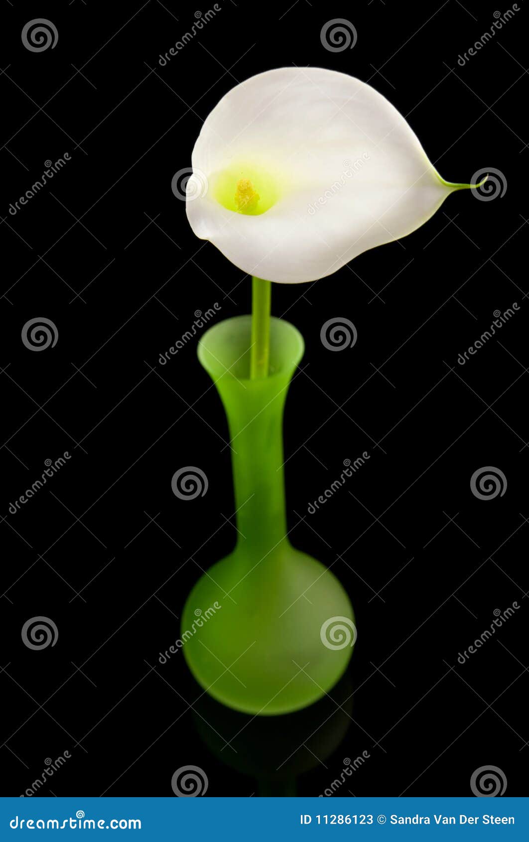 De Calla Fleur Blanche Lilly Dans Le Vase Vert Image stock - Image du ...