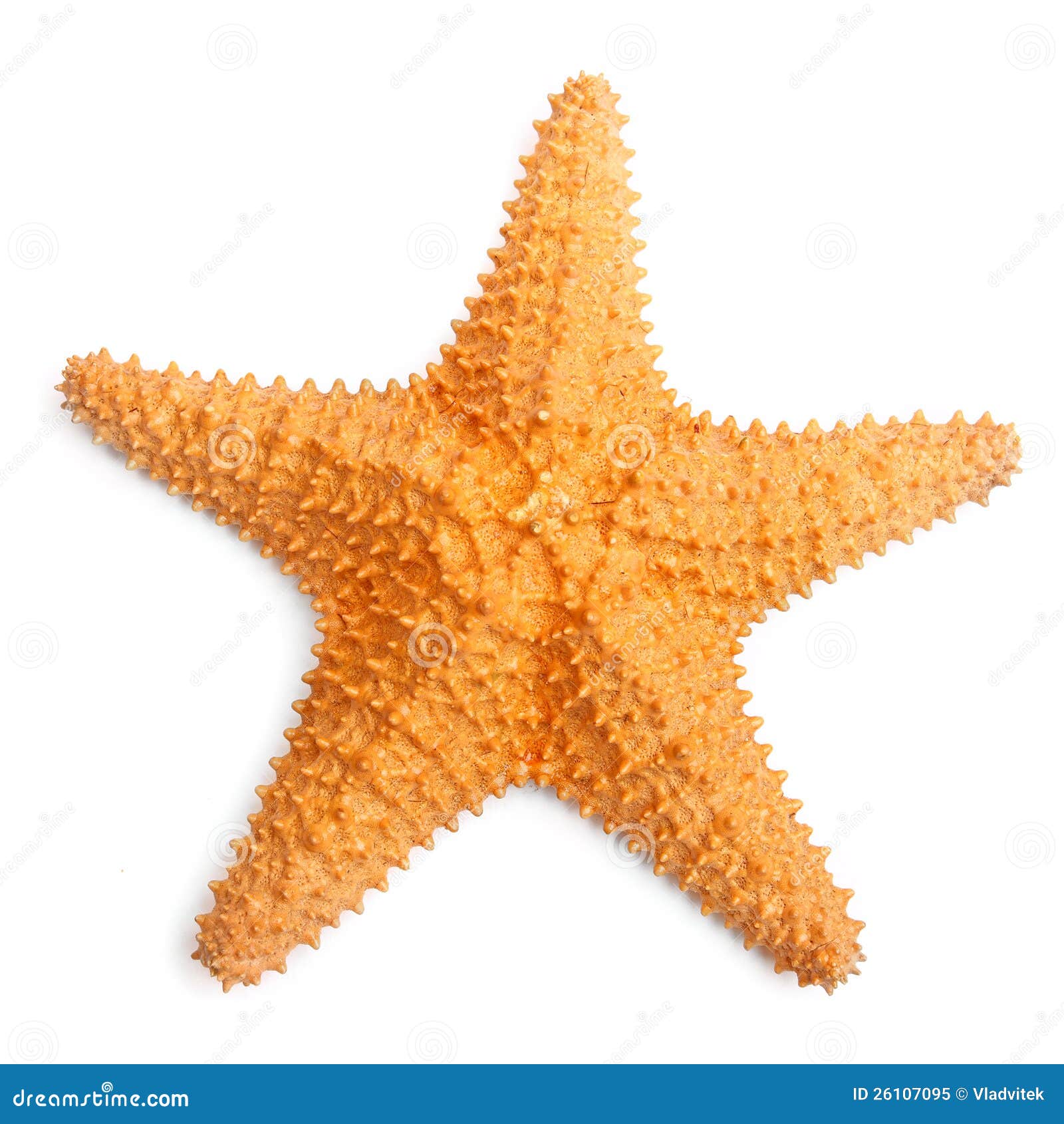 De Caraïbische Zeester. Royalty-vrije Stock Foto - Beeld: 26107095