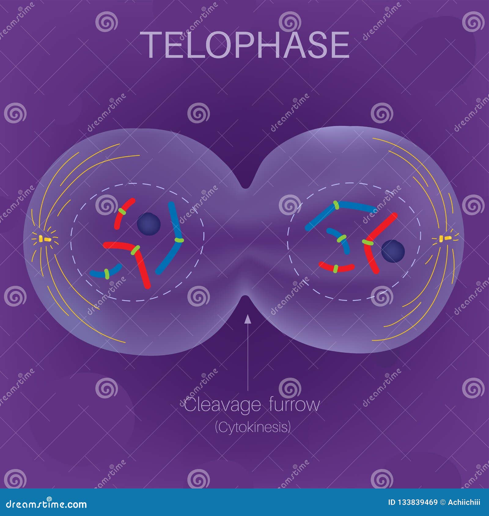 De Celcyclus - Telophase vector illustratie. Illustration of biologie ...
