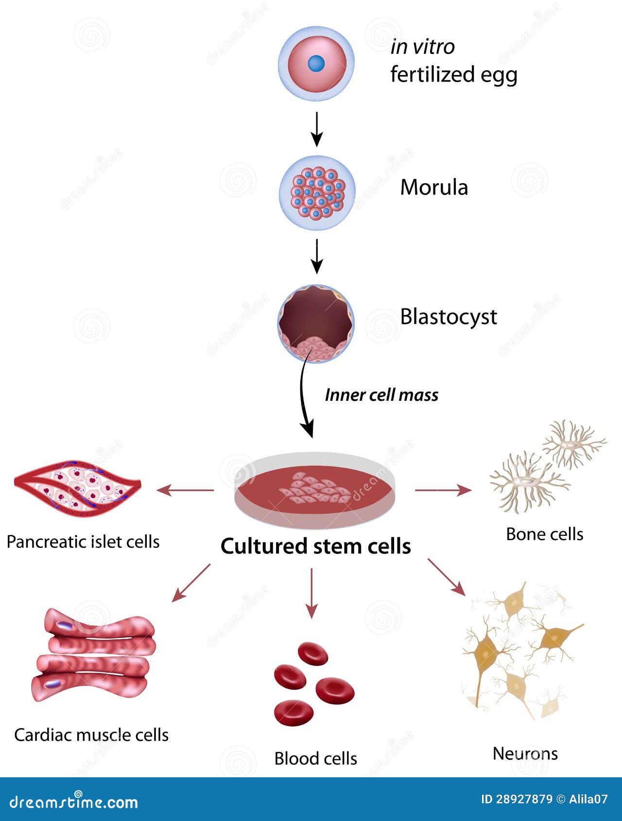 De cellen van de stam vector illustratie. Illustration of cellulair ...