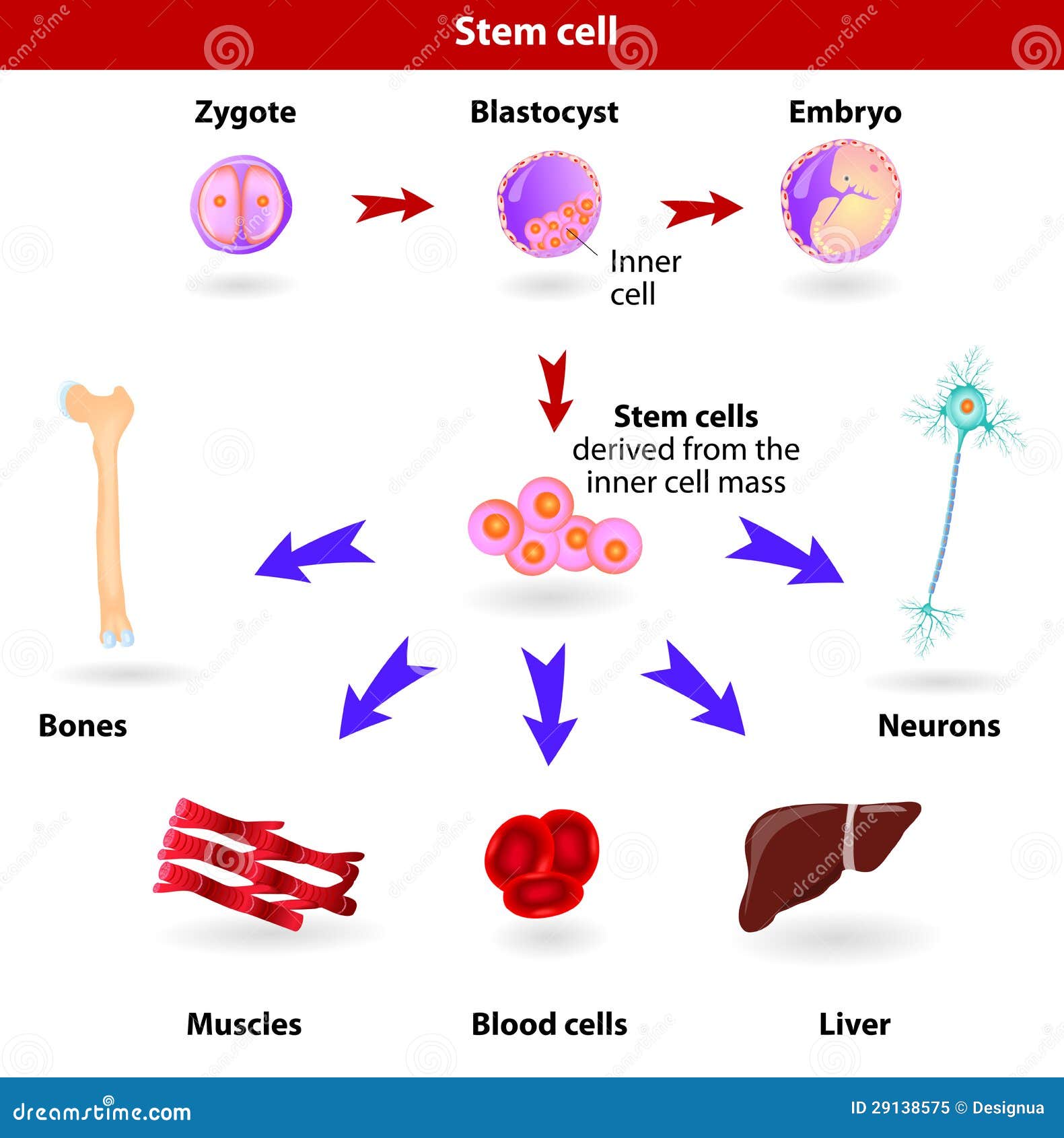 De cellen van de stam vector illustratie. Illustration of onderwijs ...