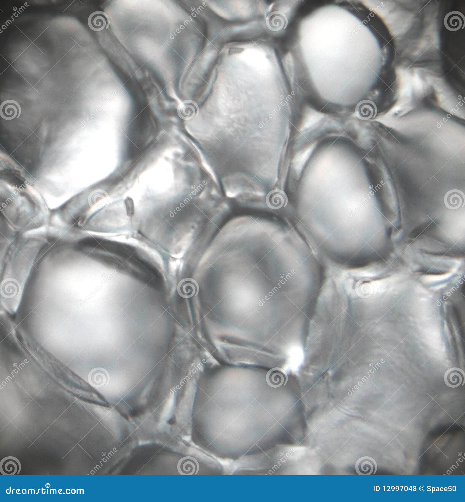 De Cellen van de ui stock foto. Image of microscoop, cellen - 12997048