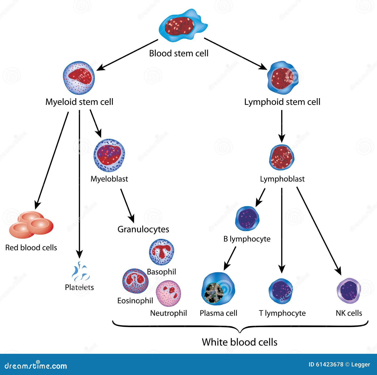 De cellen van het bloed vector illustratie. Illustration of menselijk ...