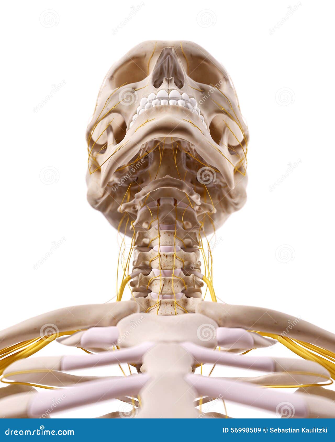 De cervicale zenuwen stock illustratie. Illustration of biologie - 56998509