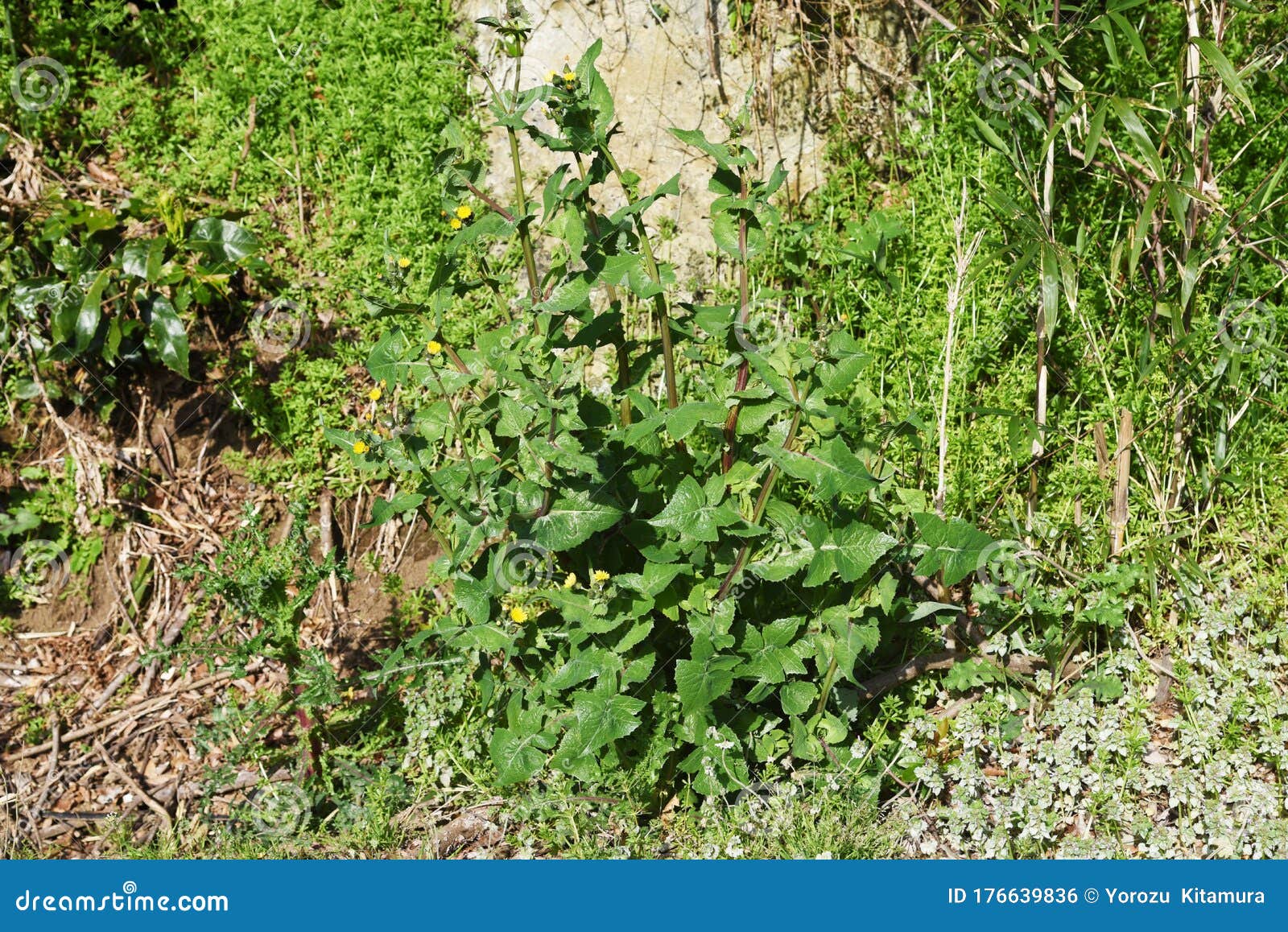 De chardon truie commun photo stock. Image du fleurs - 176639836