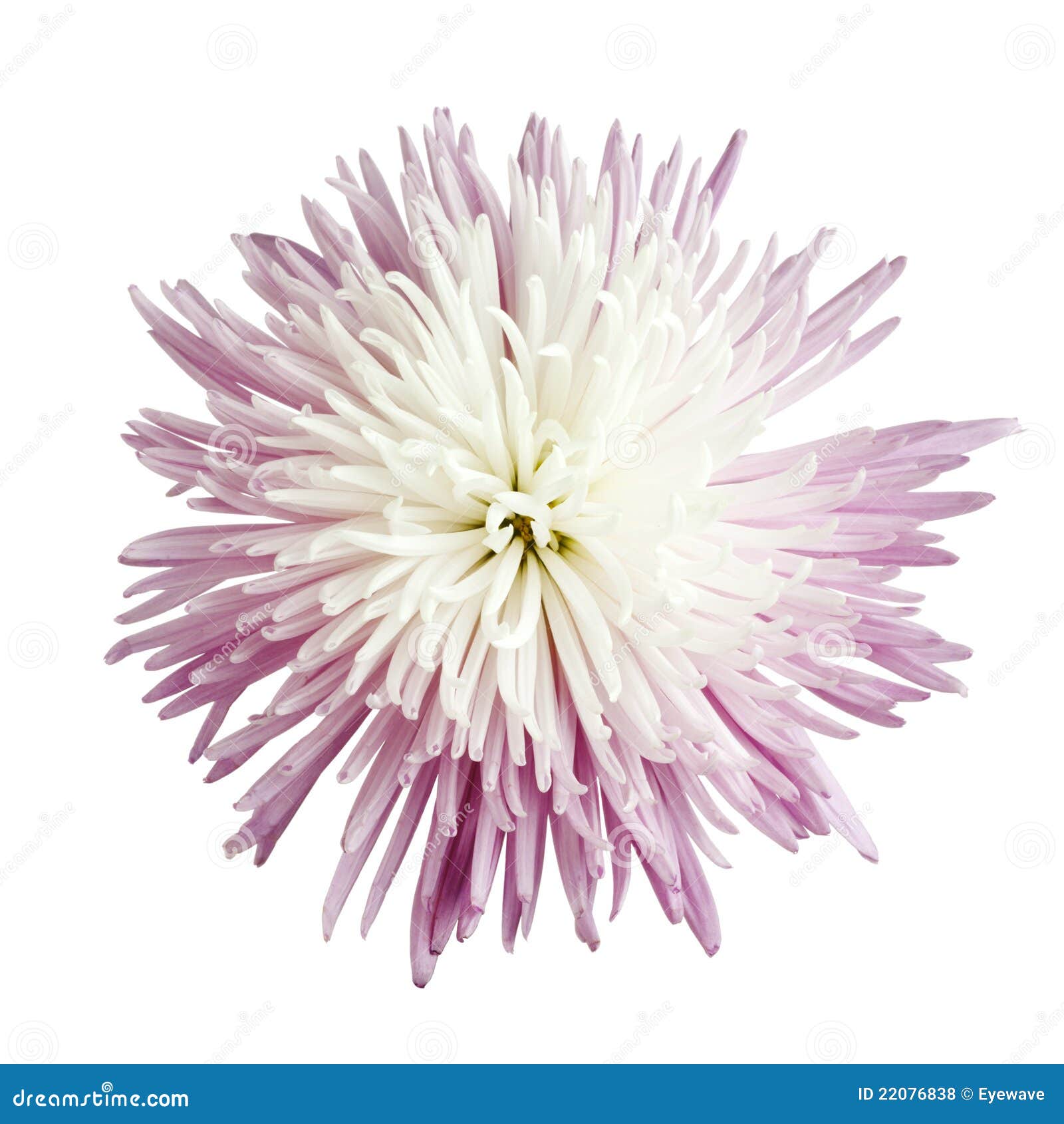 De Chrysant Van De Spin Mum Stock Foto - Image of spin, bloesem: 22076838