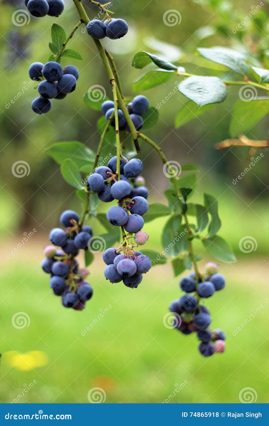 De close-up van bosbessen stock foto. Image of bosbessen - 74865918
