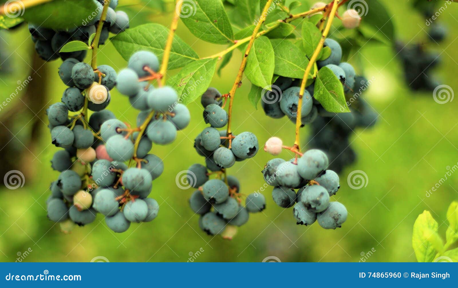 De close-up van bosbessen stock foto. Image of rijp, vers - 74865960