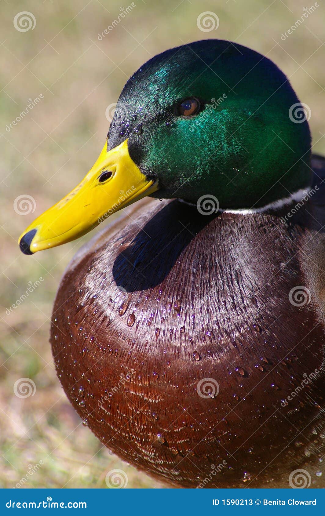 De Close-up Van De Eend Van De Wilde Eend Stock Afbeelding - Image of ...