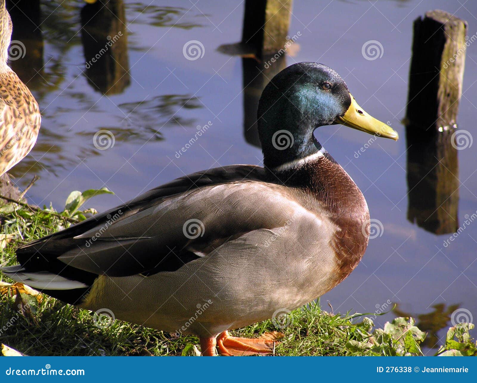 De Close-up Van De Eend Van De Wilde Eend Stock Foto - Image of dier ...