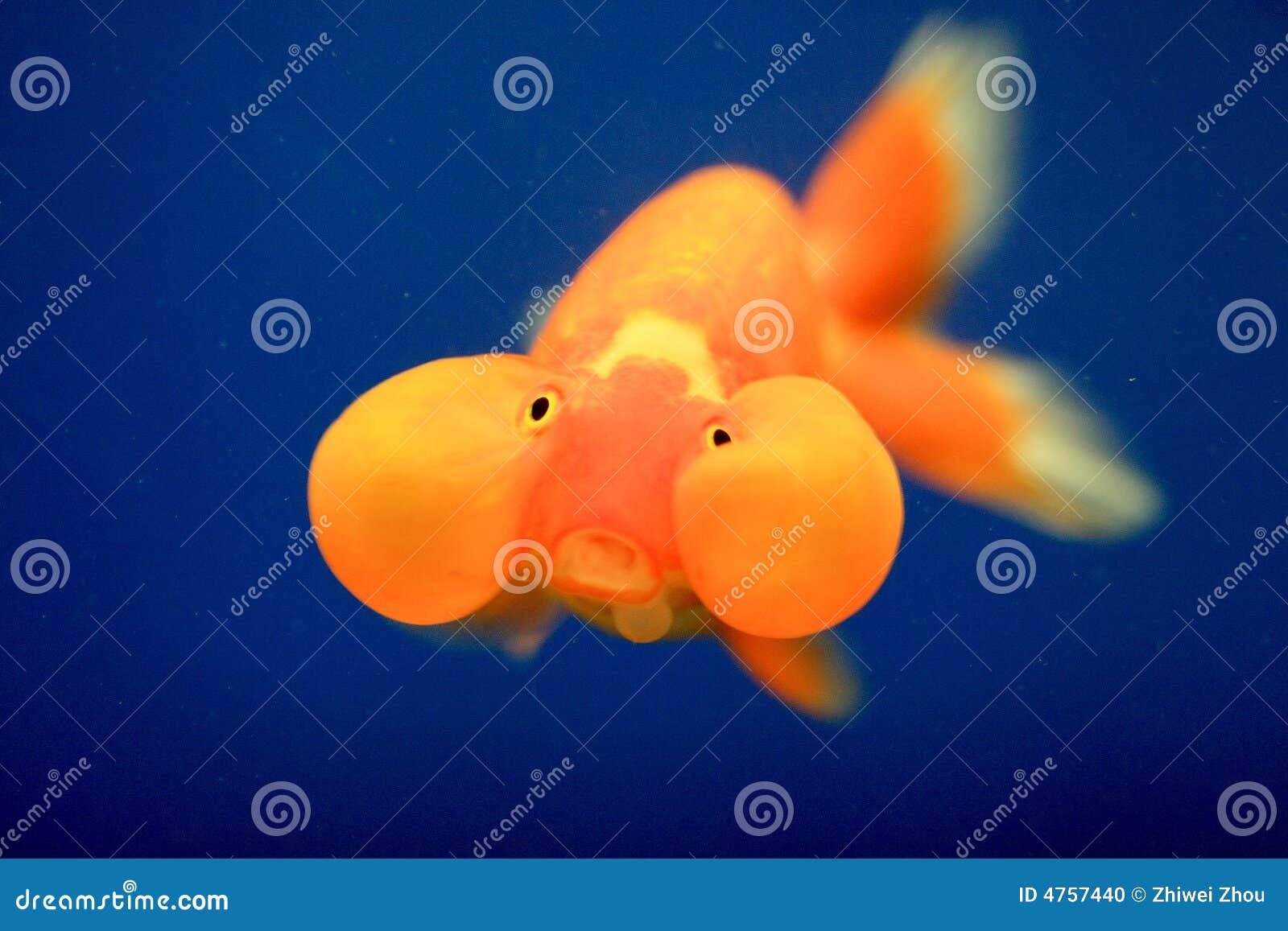 De close-up van de goudvis stock foto. Image of kieuwen - 4757440