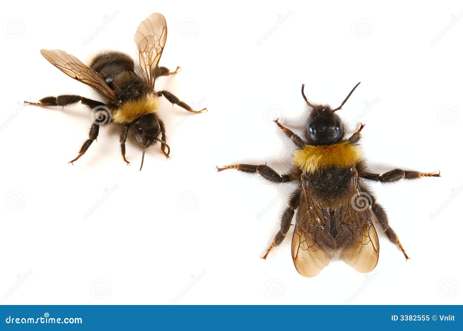 De close-up van de hommel stock afbeelding. Image of insect - 3382555
