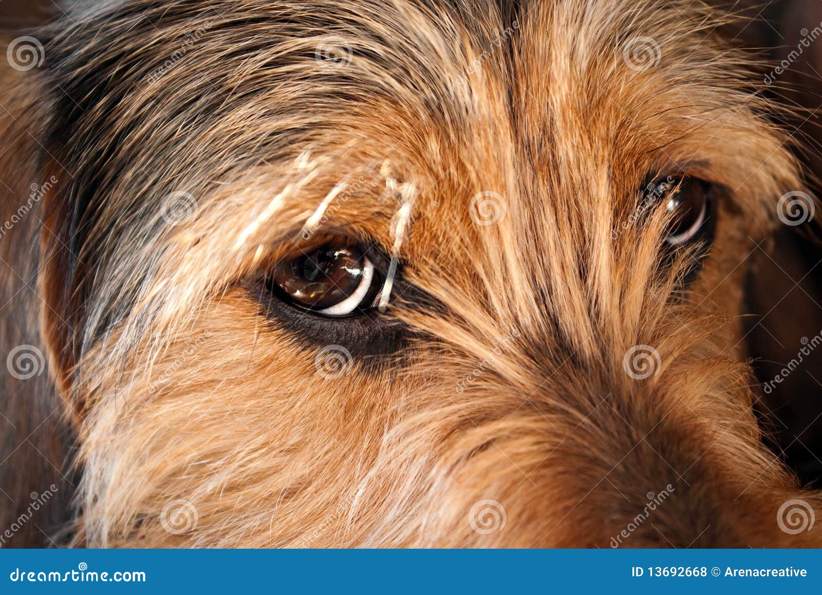 De Close-up Van De Ogen Van De Hond Stock Foto - Image of gezicht ...