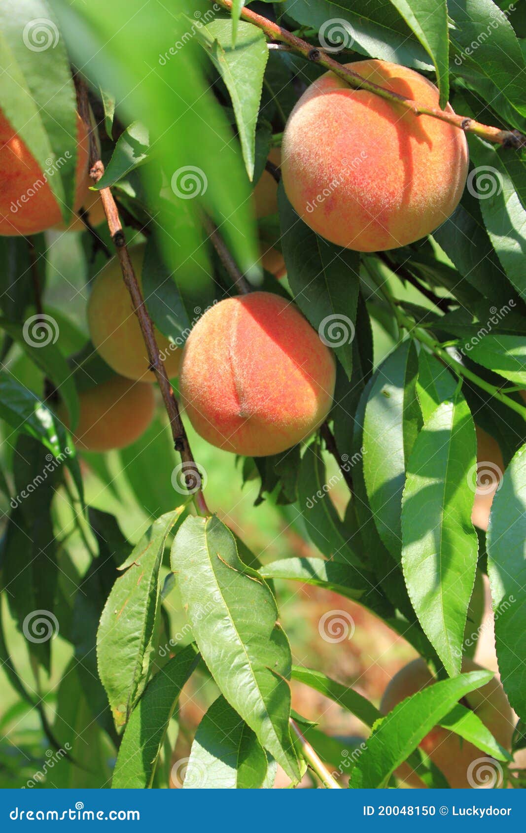 De Close-up Van De Perzikboom Stock Foto - Image of boomgaard ...
