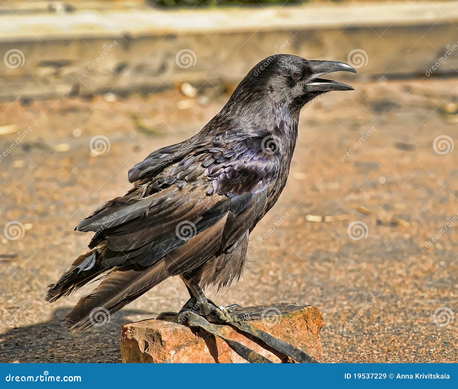 De Close-up van de raaf stock afbeelding. Image of fantasie - 19537229