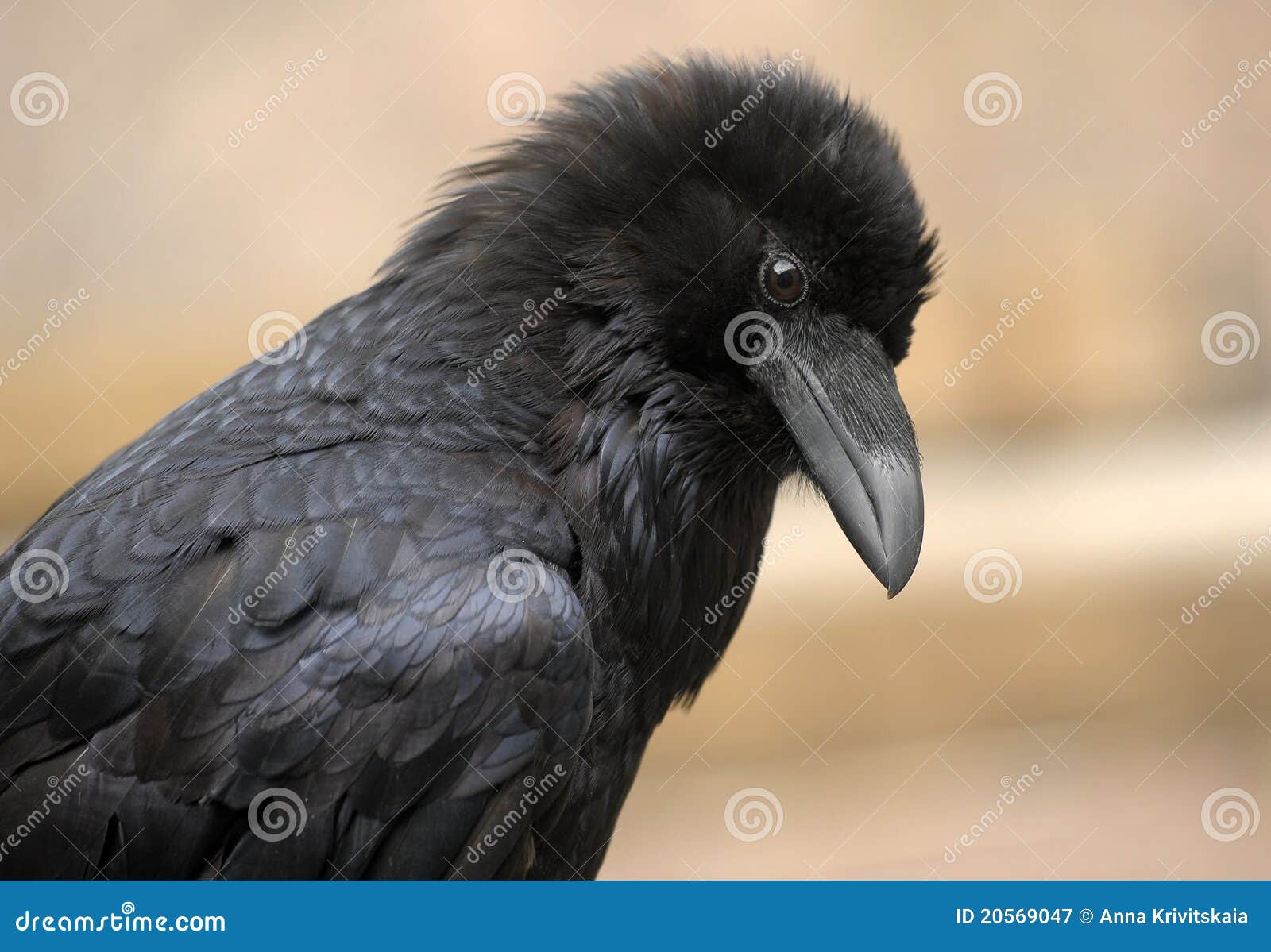 De Close-up van de raaf stock afbeelding. Image of merel - 20569047