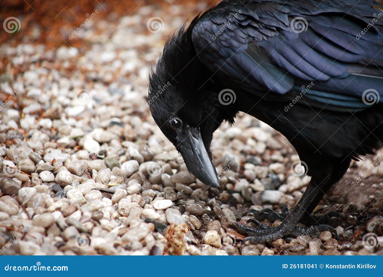 De Close-up van de raaf stock afbeelding. Image of raaf - 26181041