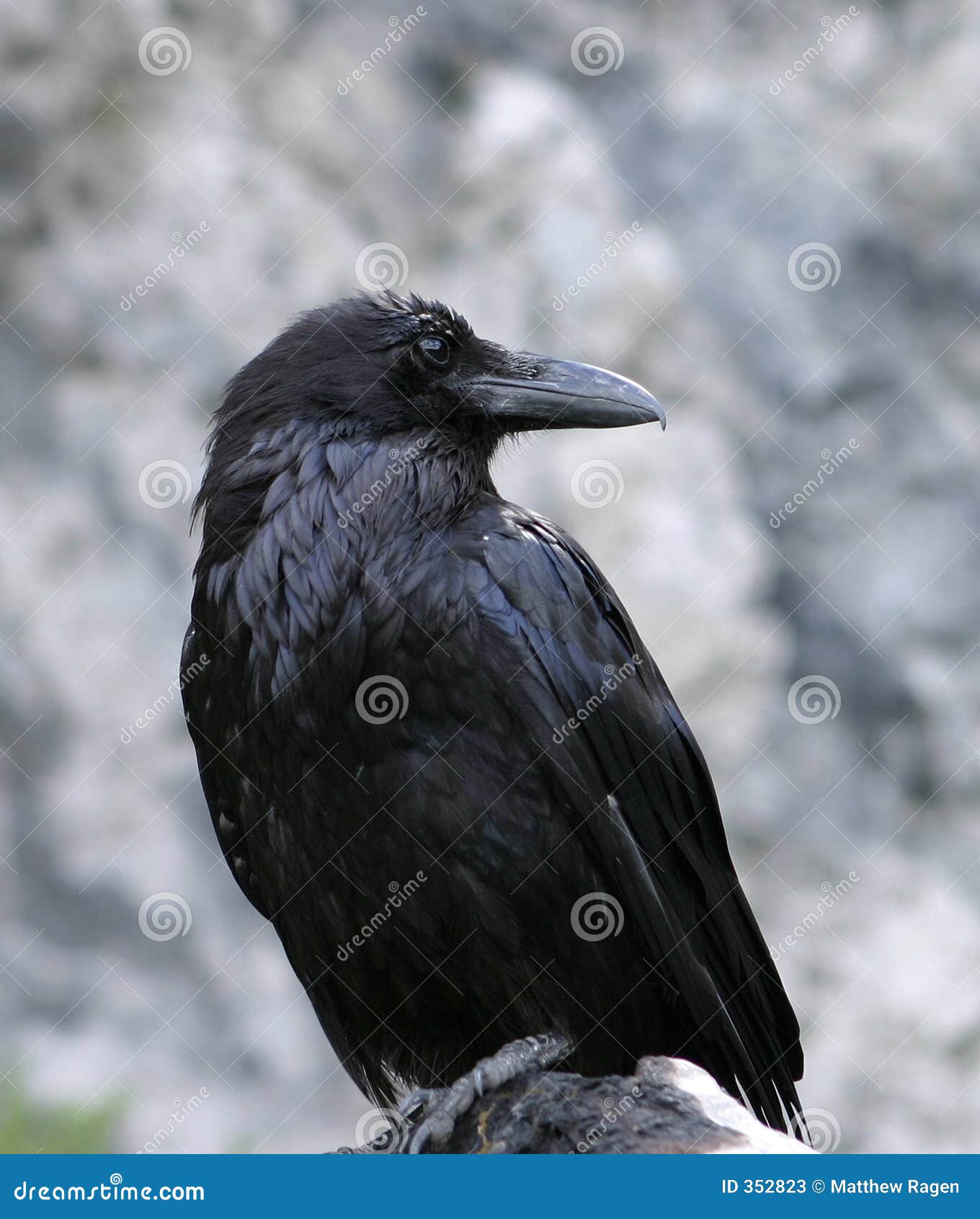 De Close-up van de raaf stock afbeelding. Image of kraalvormig - 352823