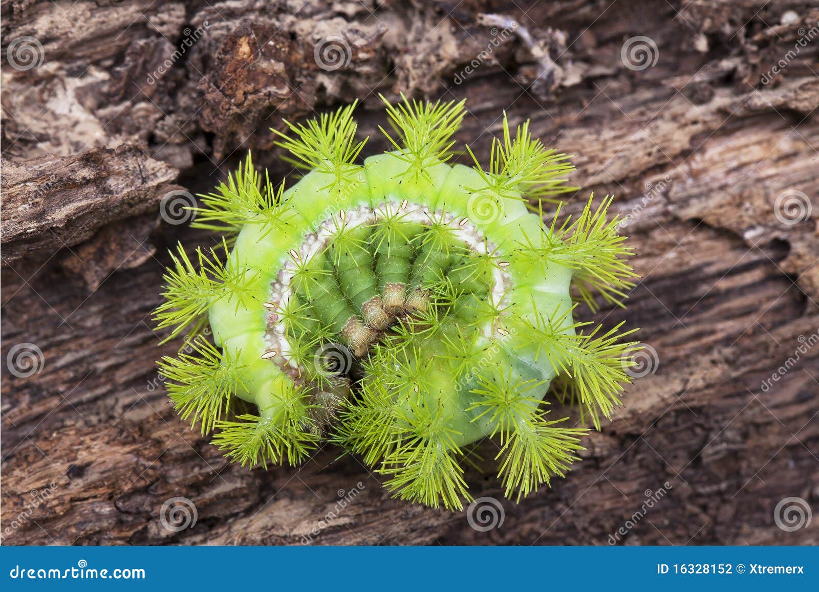 De Close-up Van De Rupsband. Stock Foto - Image of dier, groen: 16328152