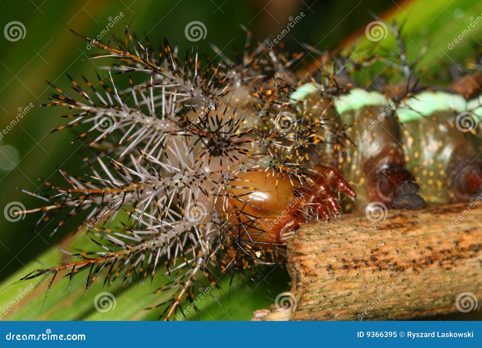 De Close-up Van De Rupsband Stock Afbeelding - Image of rupsband ...