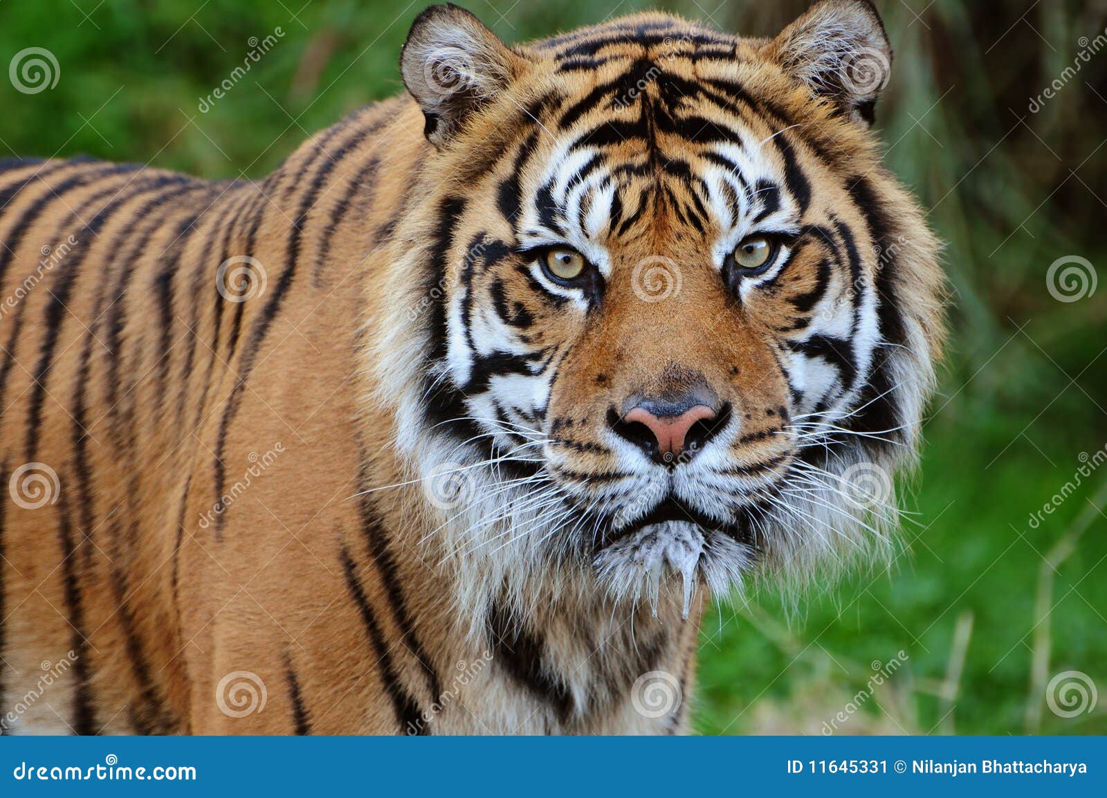 De close-up van de tijger stock afbeelding. Image of hoofd - 11645331