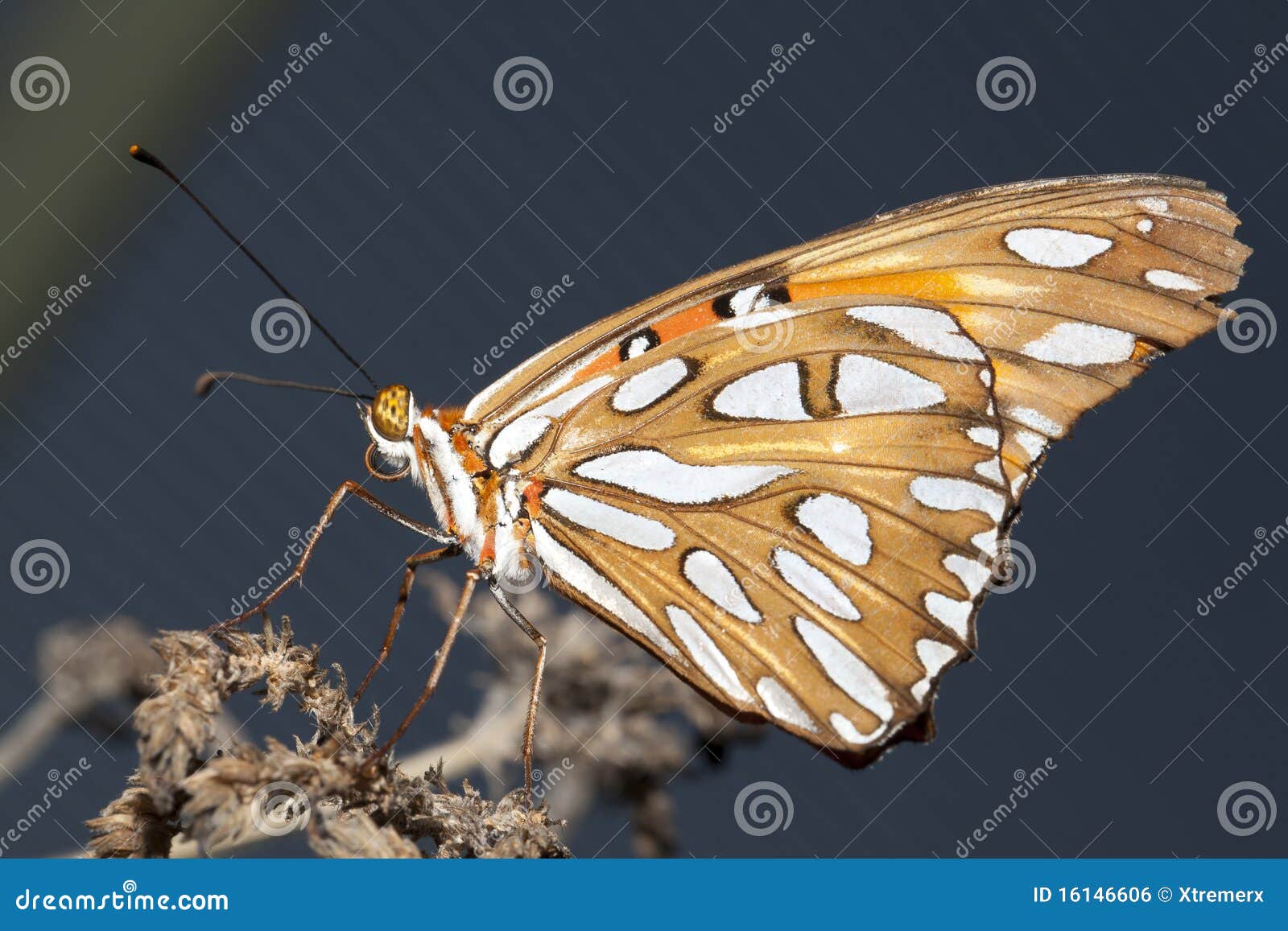 De Close-up Van De Vlinder. Stock Foto - Image of bloem, vlucht: 16146606