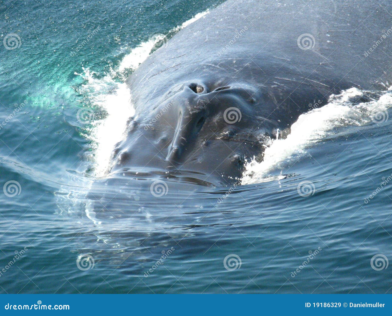 De close-up van de walvis stock afbeelding. Image of bultrug - 19186329