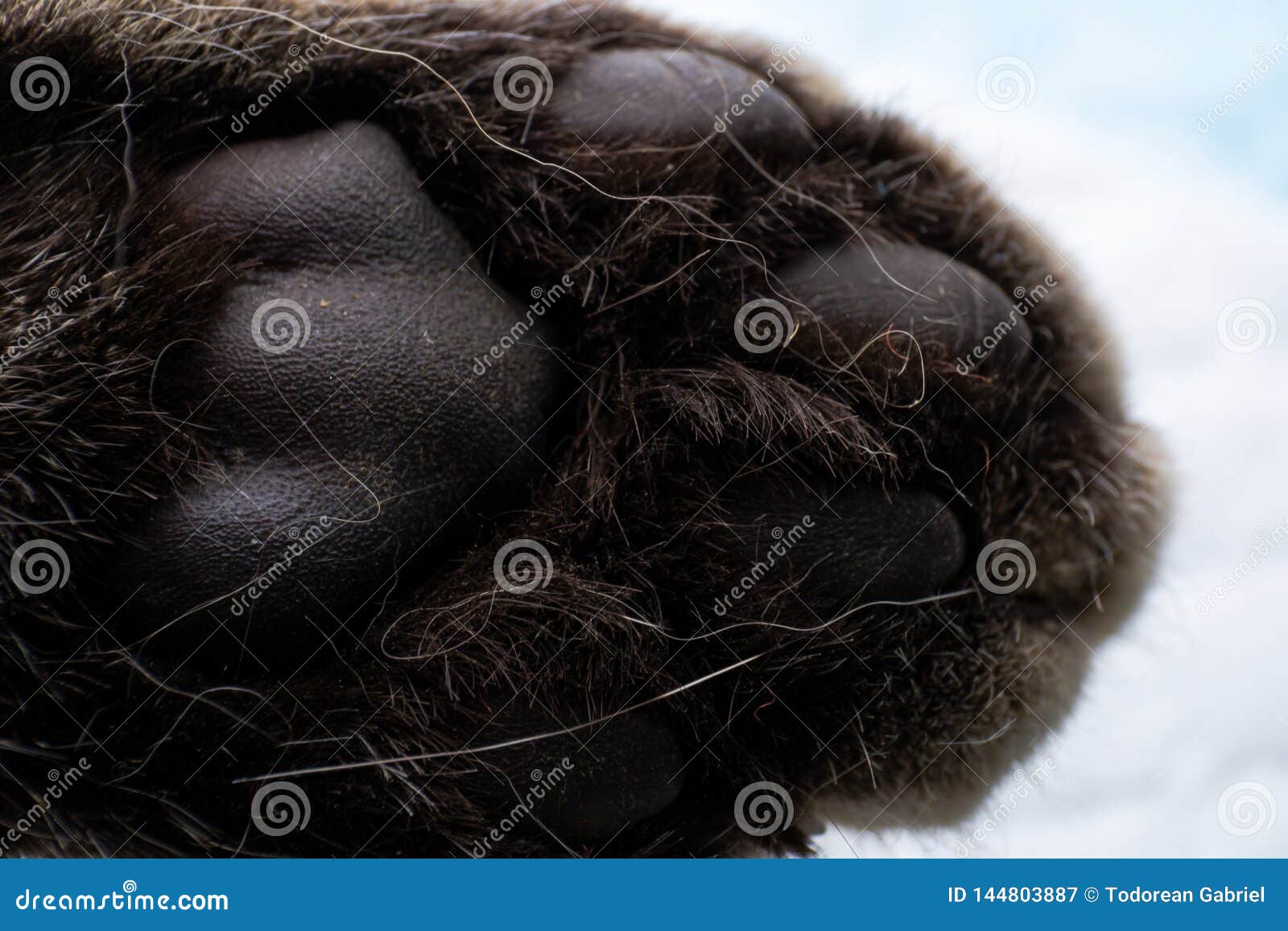 De Close-up Van De Kattenpoot Stock Afbeelding - Image of bont, zorg ...