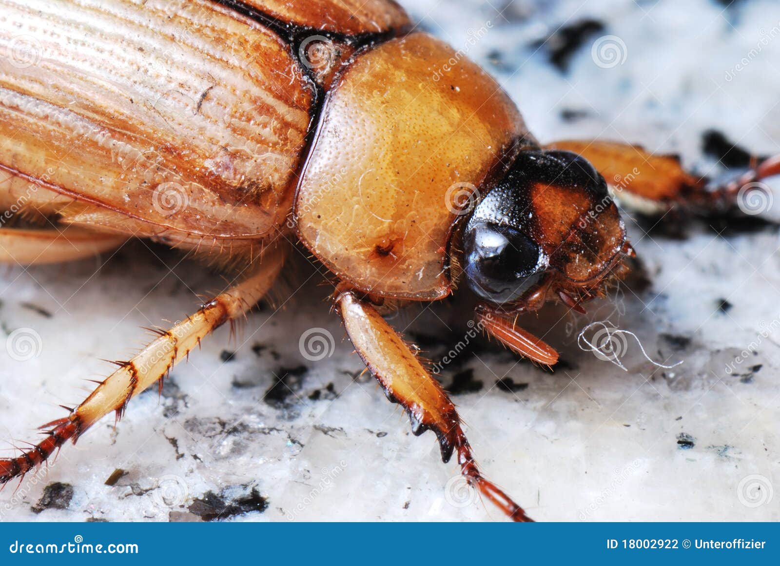 De Close-up van Maybug stock foto. Image of biologie - 18002922