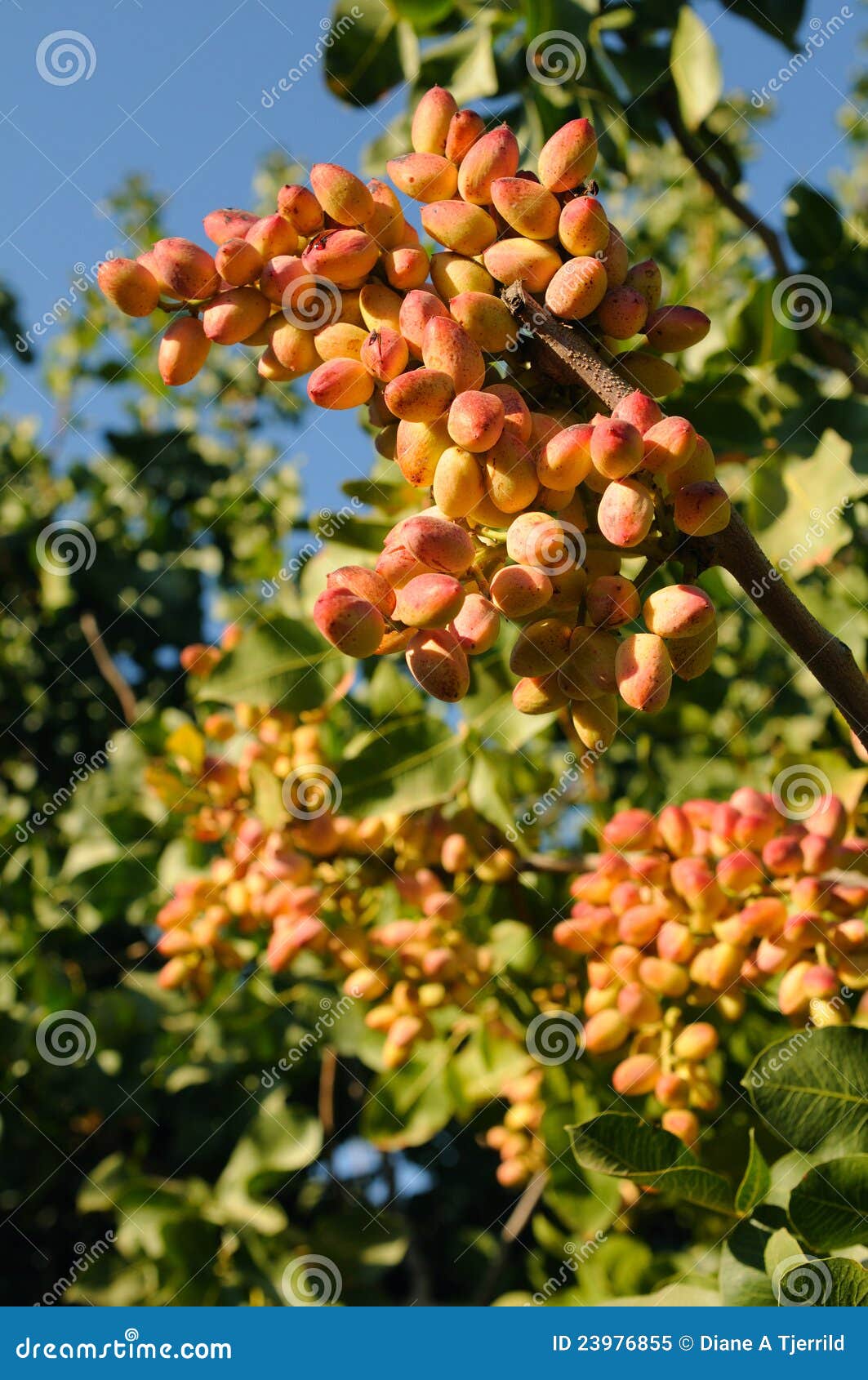 De Clusters Van De Pistache Op Bomen Stock Afbeelding - Image of blauw ...