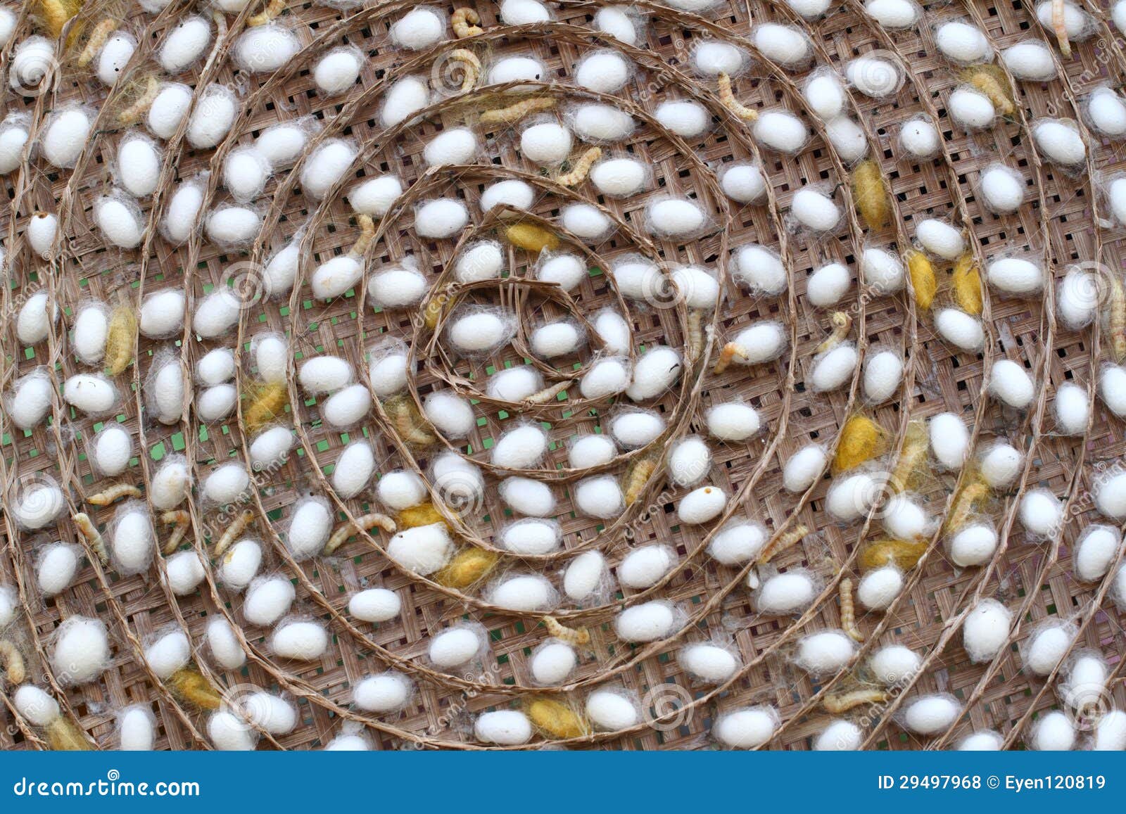 De Cocon En De Poppen Van De Zijderups Stock Foto - Image of vlinder ...