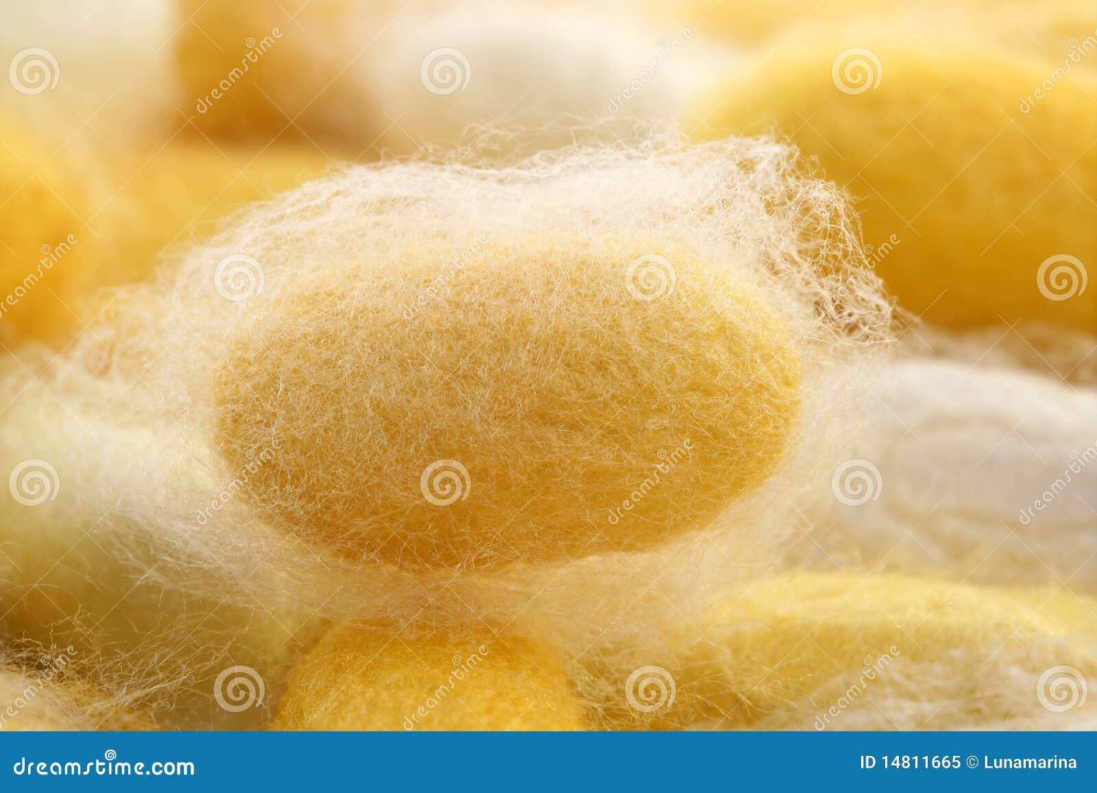 De Cocon Macrodetail Van De Zijderups Velen Zijderups Stock Afbeelding ...