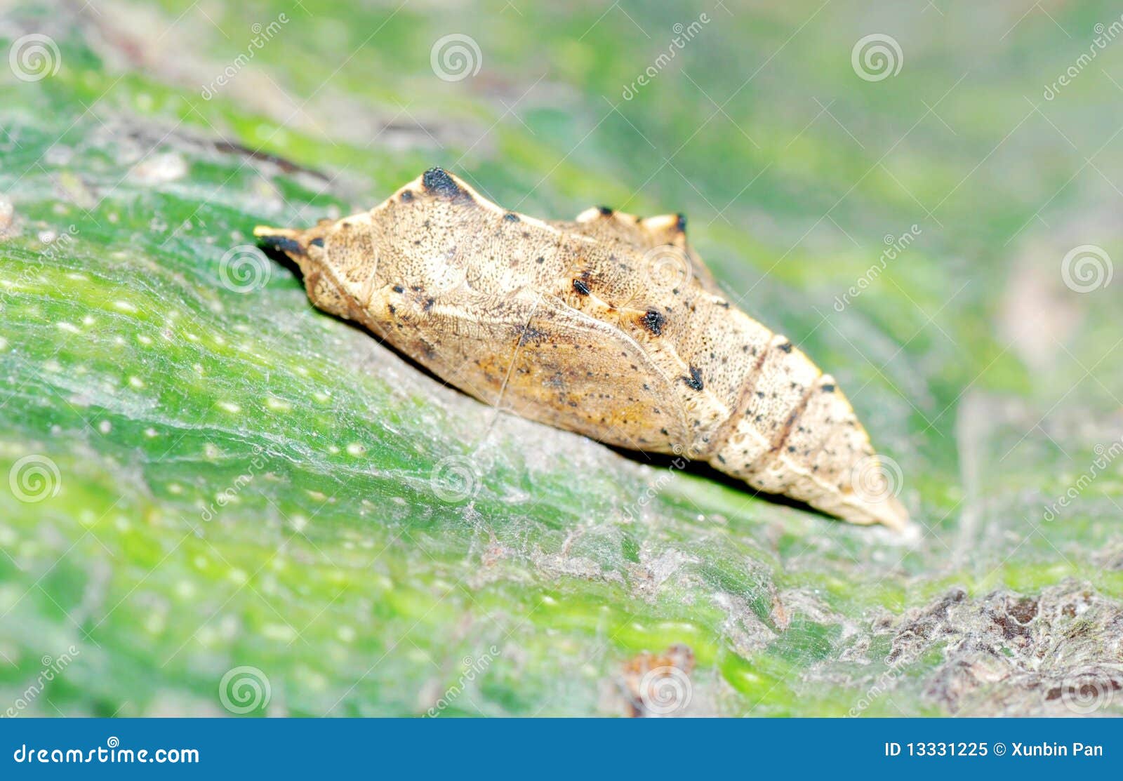 De cocon van de vlinder stock afbeelding. Image of vlinder - 13331225