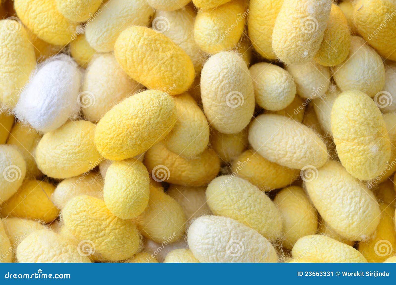 De Cocon van de zijde stock afbeelding. Image of cocon - 23663331