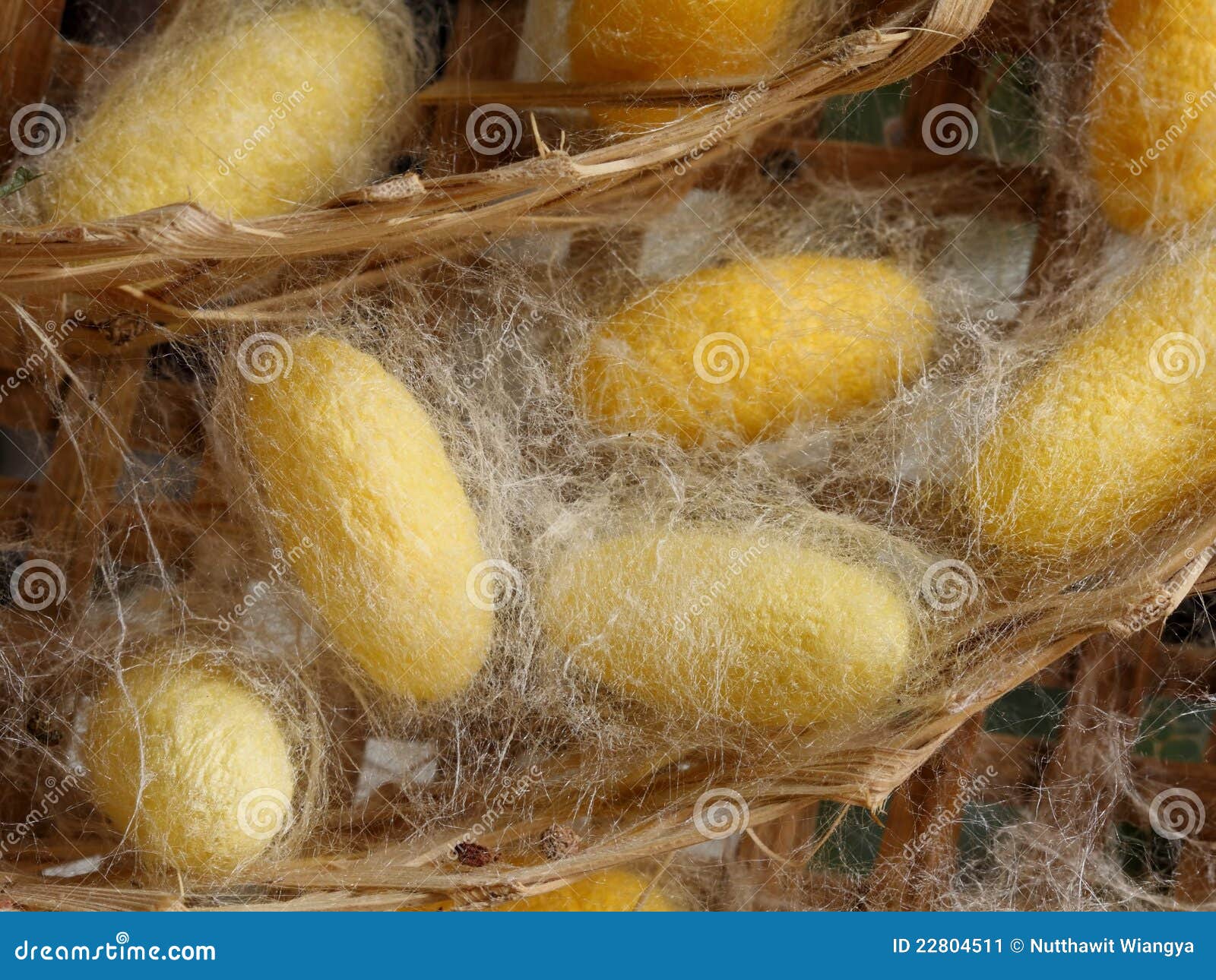 De cocon van de zijderups stock afbeelding. Image of zijde - 22804511