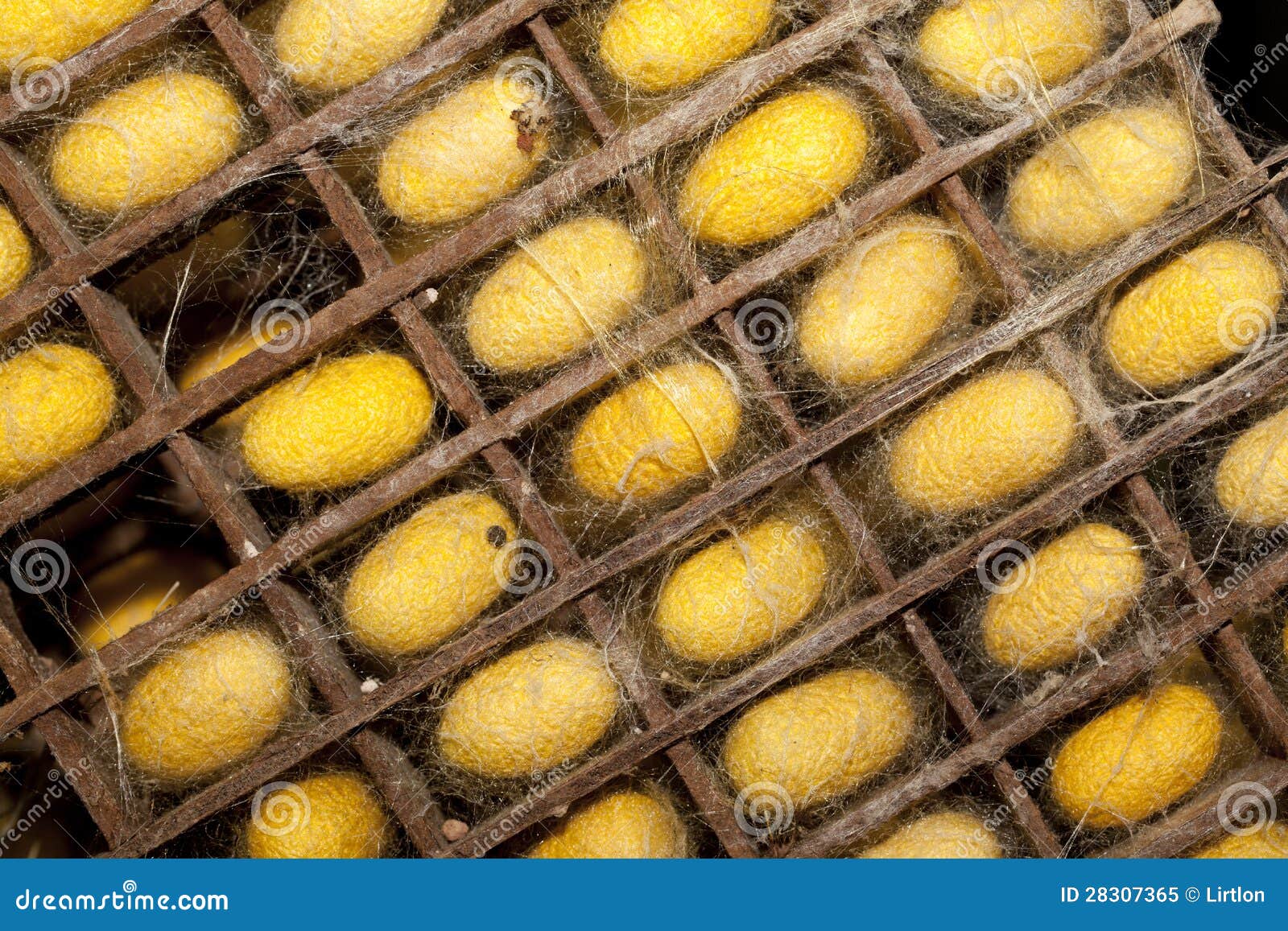 De cocon van de zijderups stock afbeelding. Image of kleurrijk - 28307365