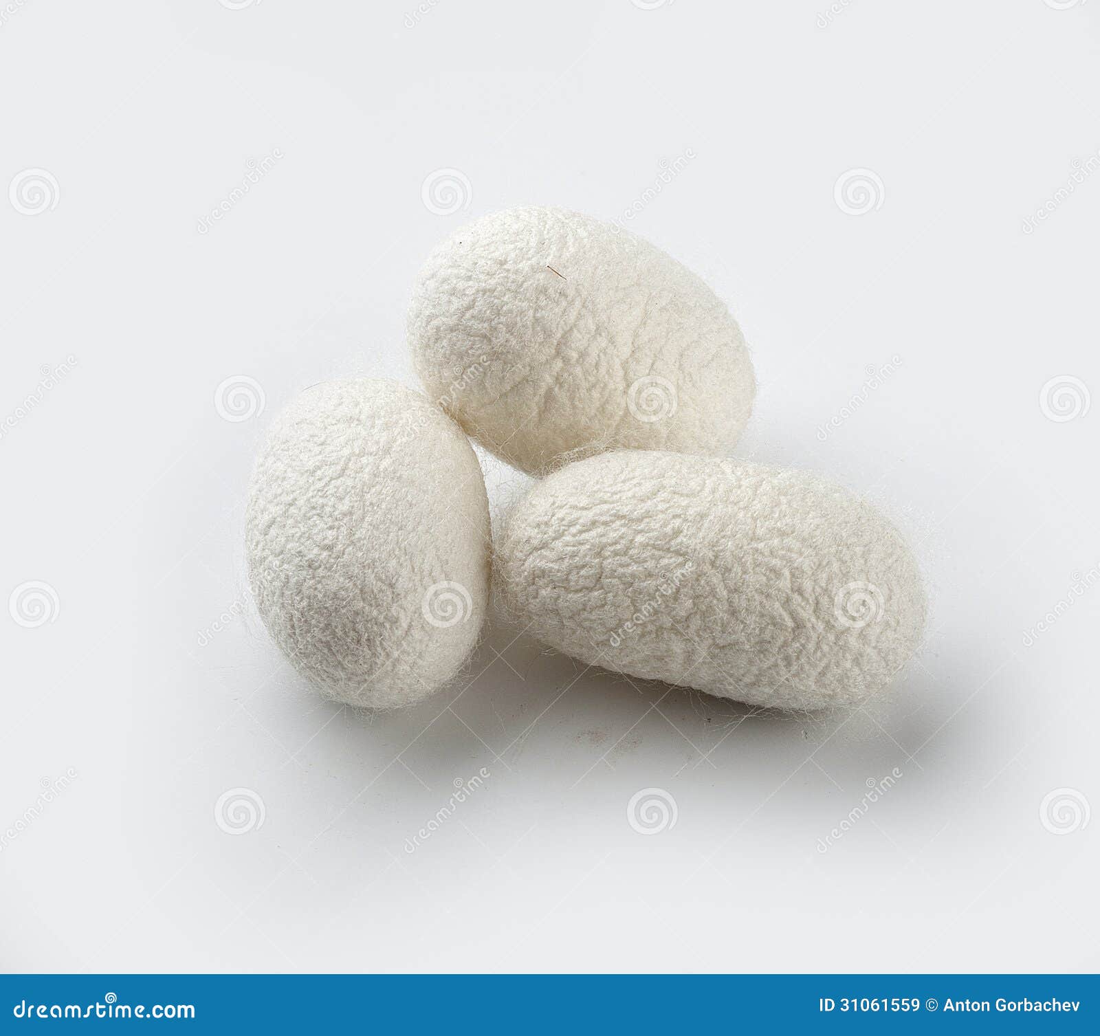 De cocon van de zijderups stock afbeelding. Image of zijde - 31061559