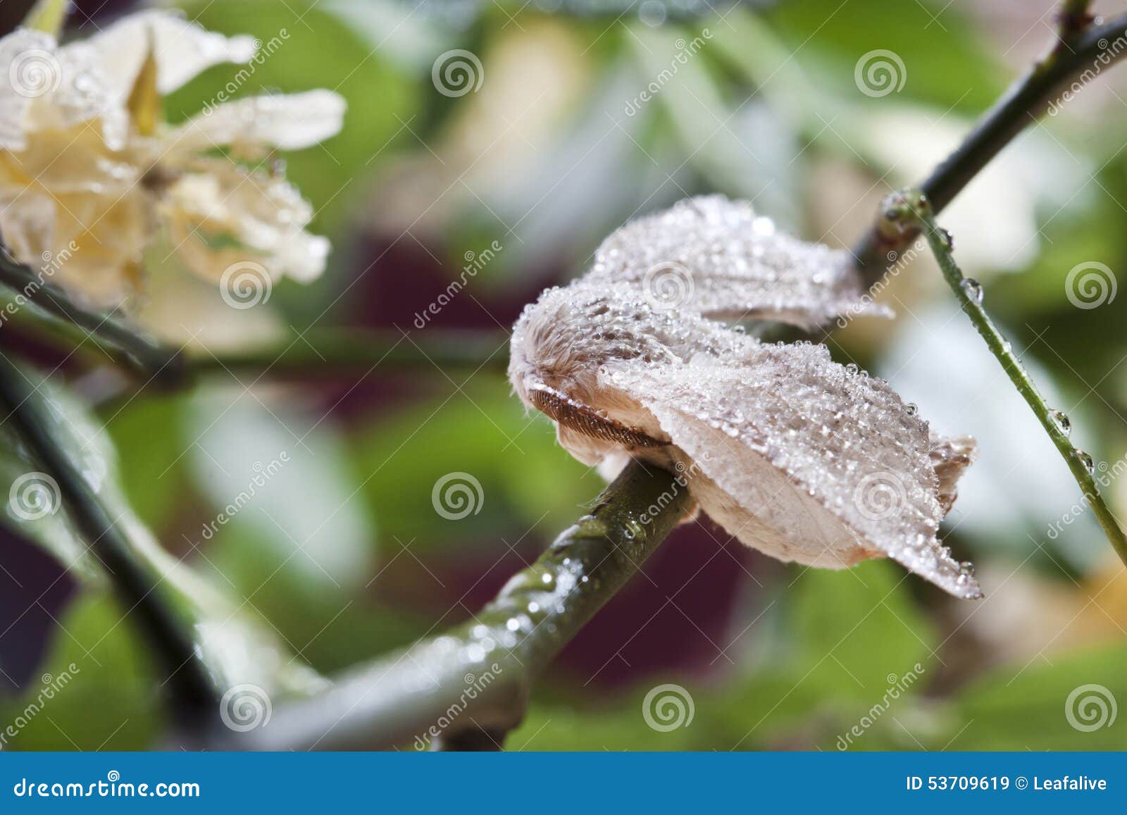 De Cocon Van De Zijdevlinder Stock Afbeelding - Image of peul, larve ...