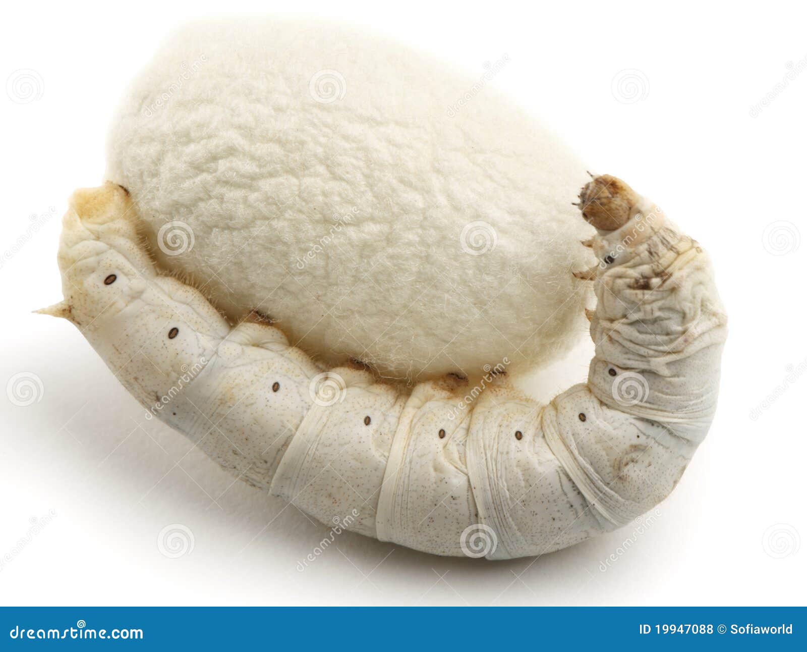 De Cocons Van De Zijde Met Zijderups Stock Foto - Image of rimpels ...