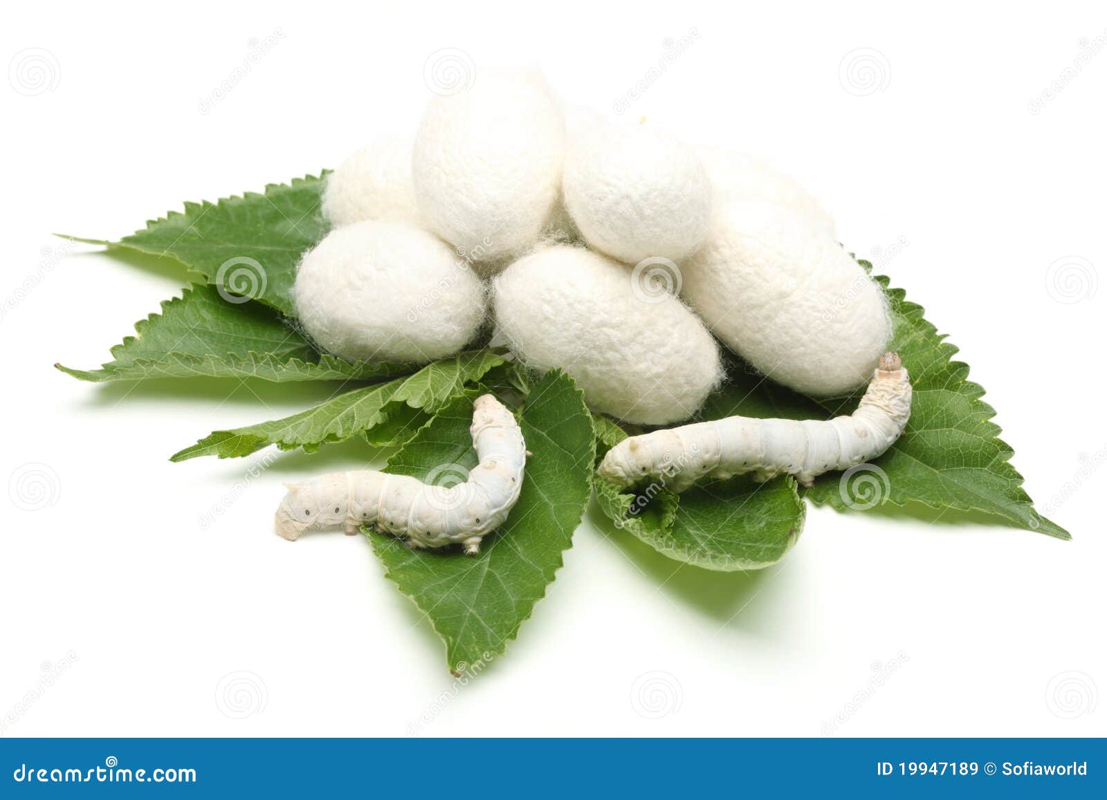 De Cocons Van De Zijde Met Zijderups Stock Afbeelding - Image of zijde ...