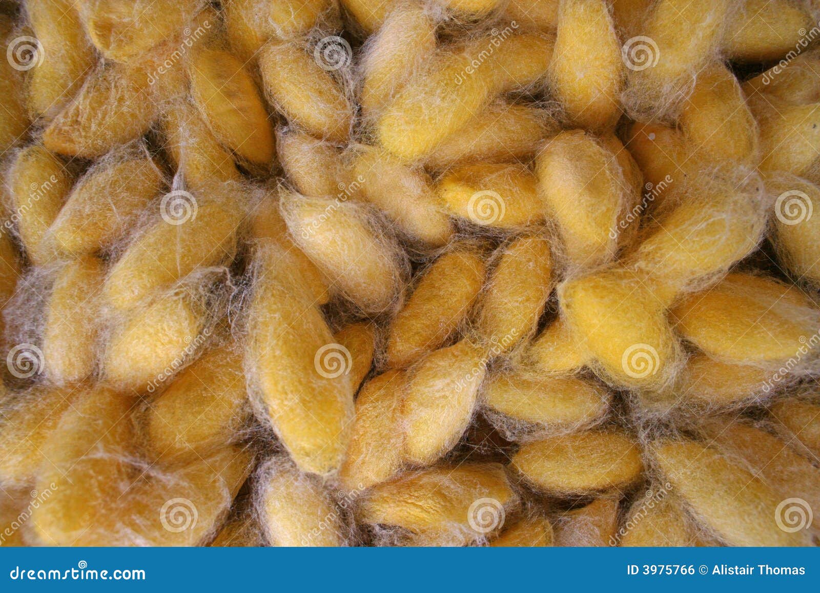 De Cocons van de zijderups stock foto. Image of handgemaakt - 3975766