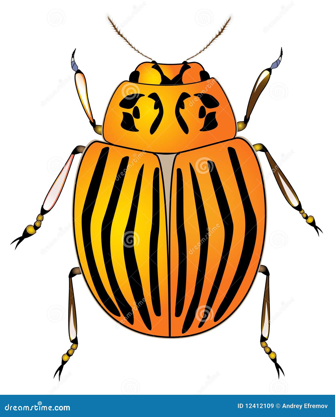 De Coloradokever Van Colorado Vector Illustratie - Illustration of ...