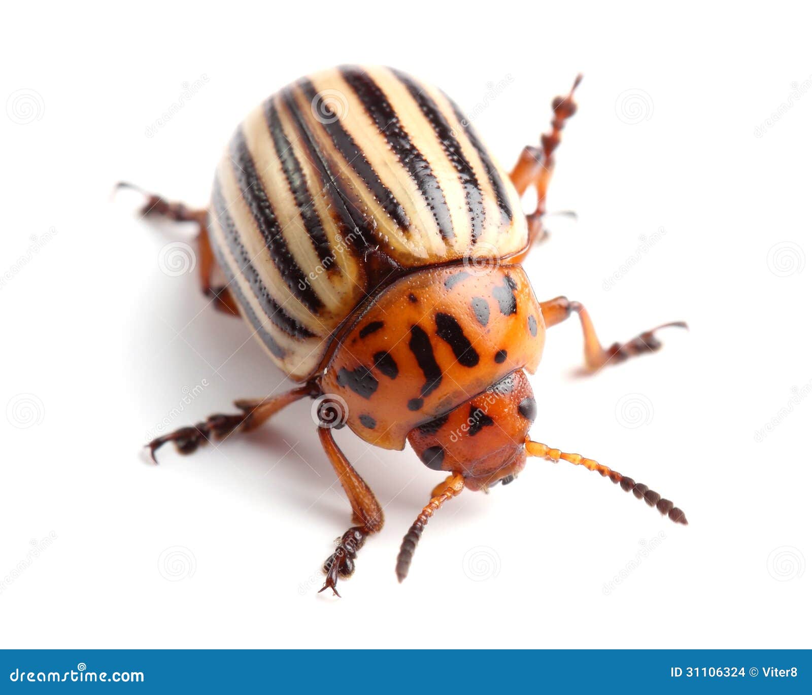 De Coloradokever Van Colorado Op Wit Stock Foto - Image of kever, nave ...