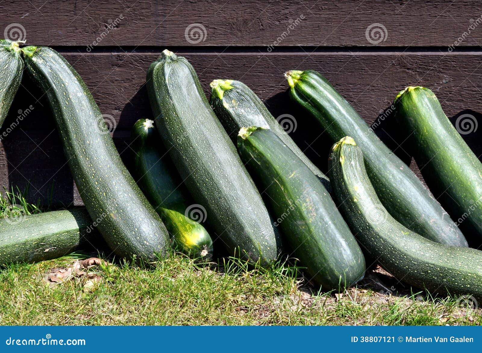 De Courgettes Liggen in De Zon. Stock Afbeelding - Image of gewas ...