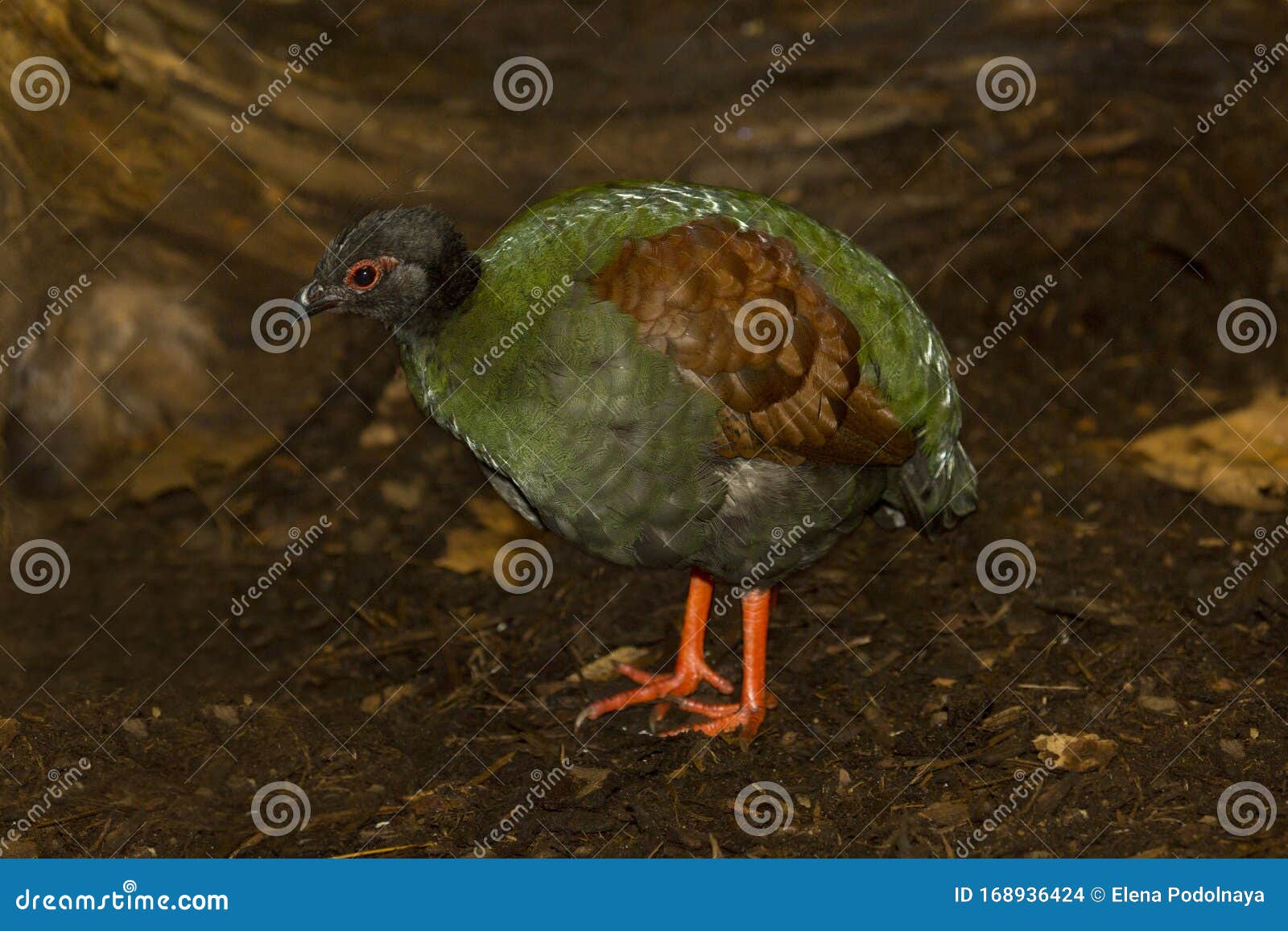 De Crested Partridge Rollulus Rouloul Stock Foto - Image of groen, azië ...