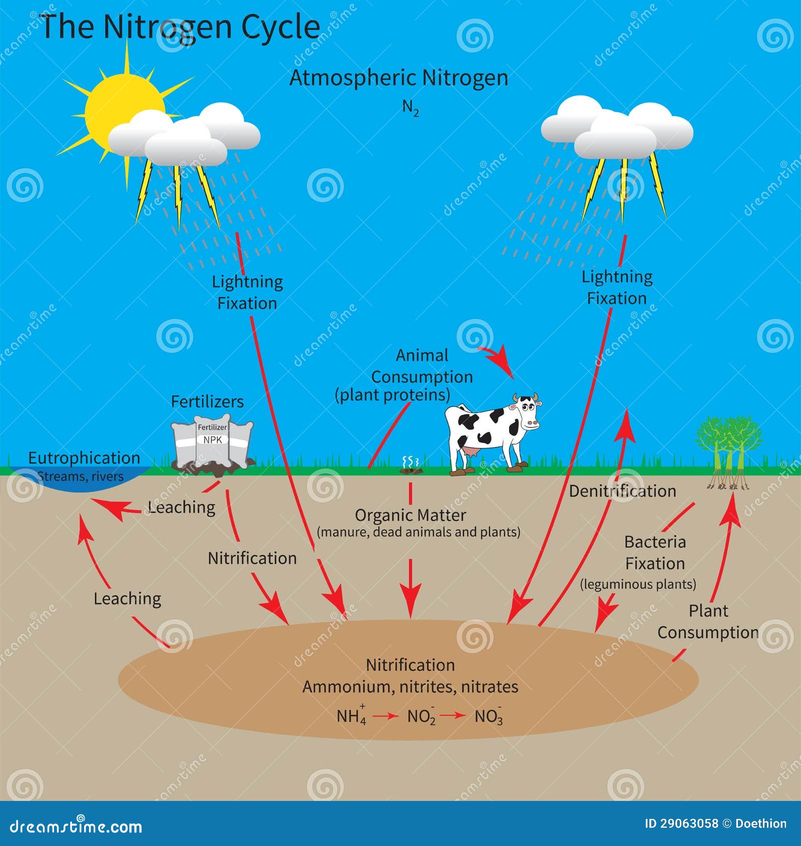 De cyclus van de Stikstof vector illustratie. Illustration of stikstof ...