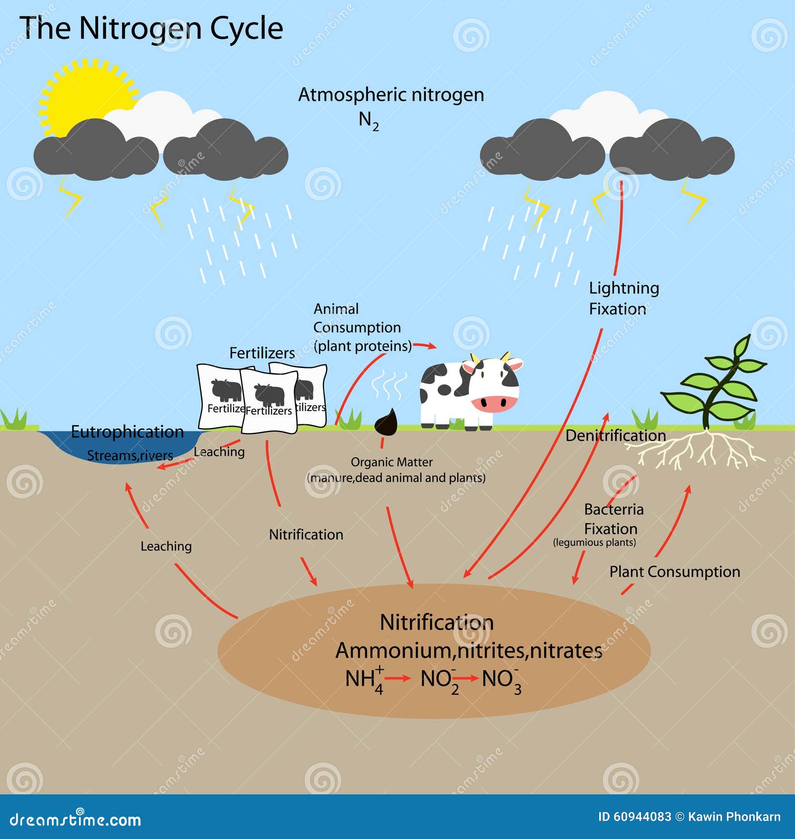 De cyclus van de Stikstof vector illustratie. Illustration of biologie ...